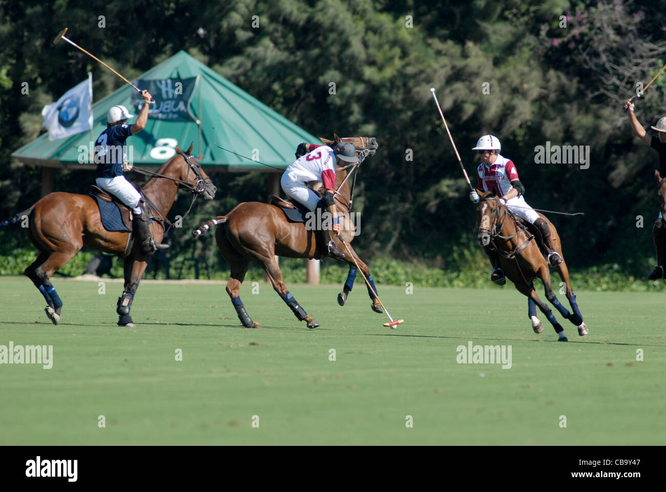 Polo players in action during match Stock Photo - Alamy