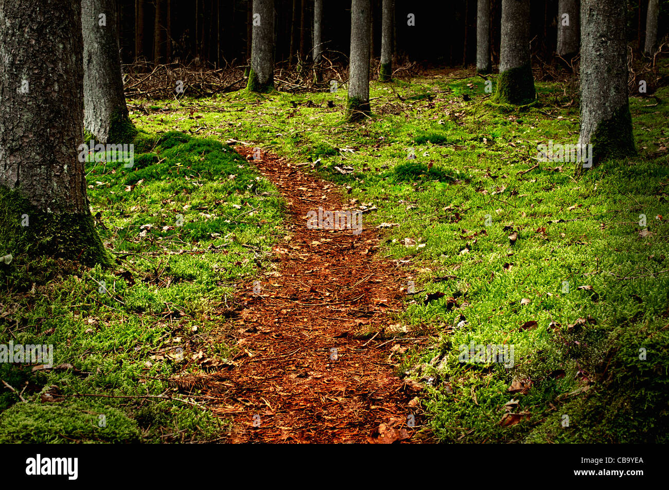 Footpath in a forest Stock Photo - Alamy