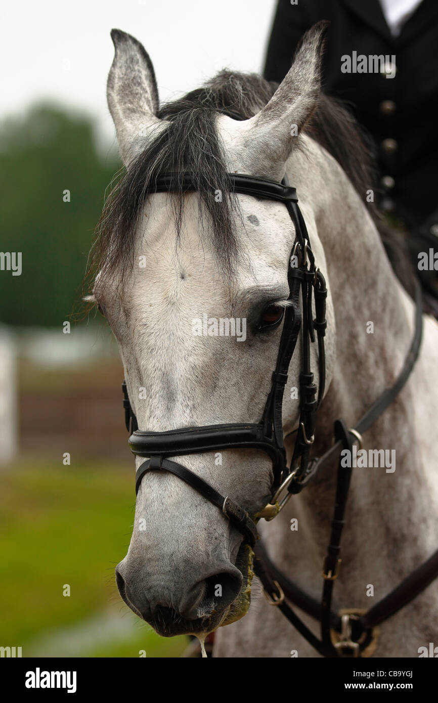 The Evil Munchkin, international eventer ridden by Sable Geisler Stock ...