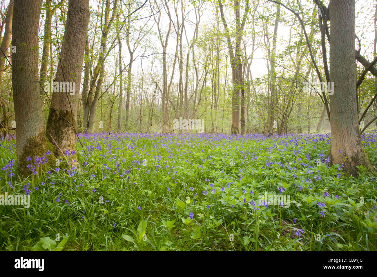 Bluebells in Forest Clearing Stock Photo - Alamy