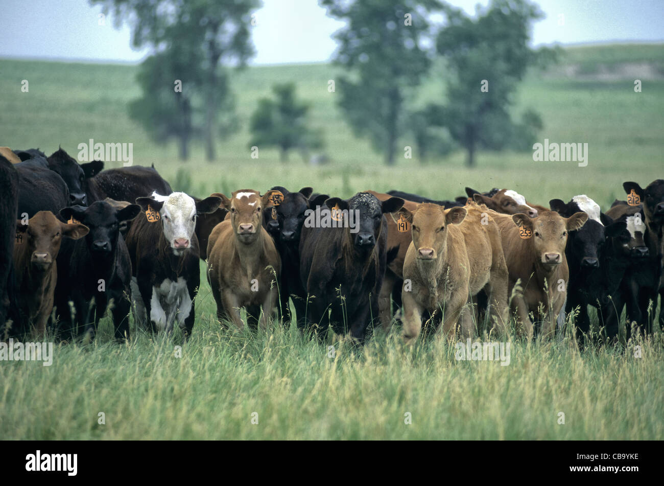 Young beef cattle crazing in field, mixed breeds Stock Photo - Alamy