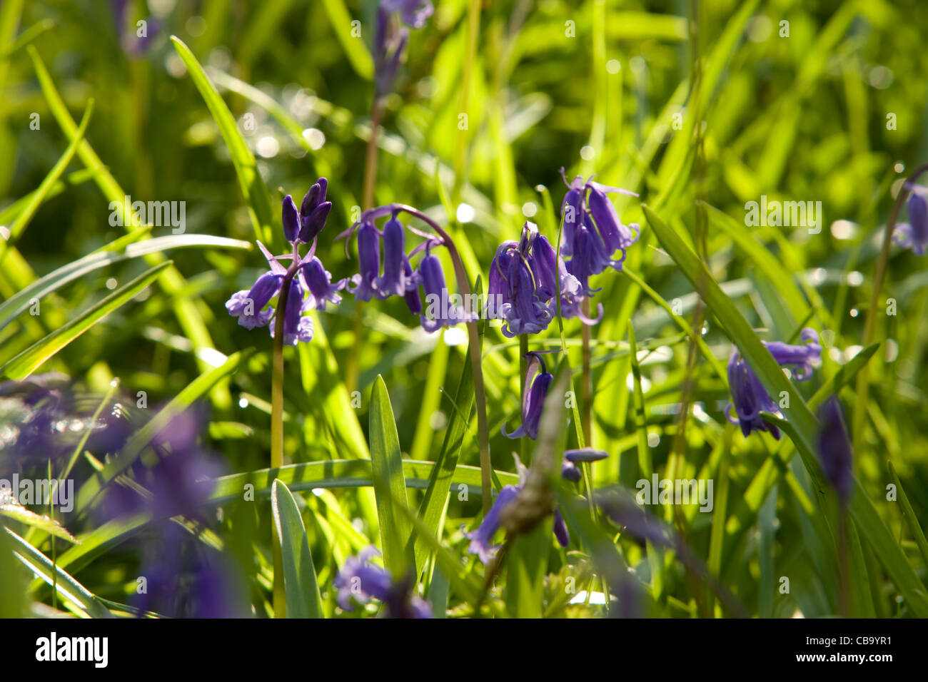 Bluebells in Forest Clearing Stock Photo - Alamy
