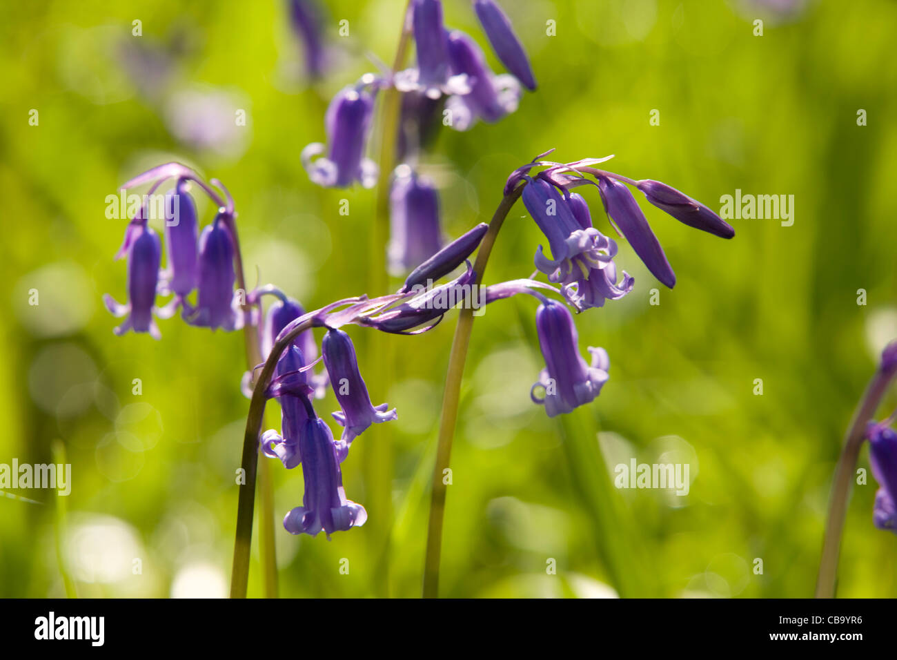 Bluebells in Forest Clearing Stock Photo - Alamy
