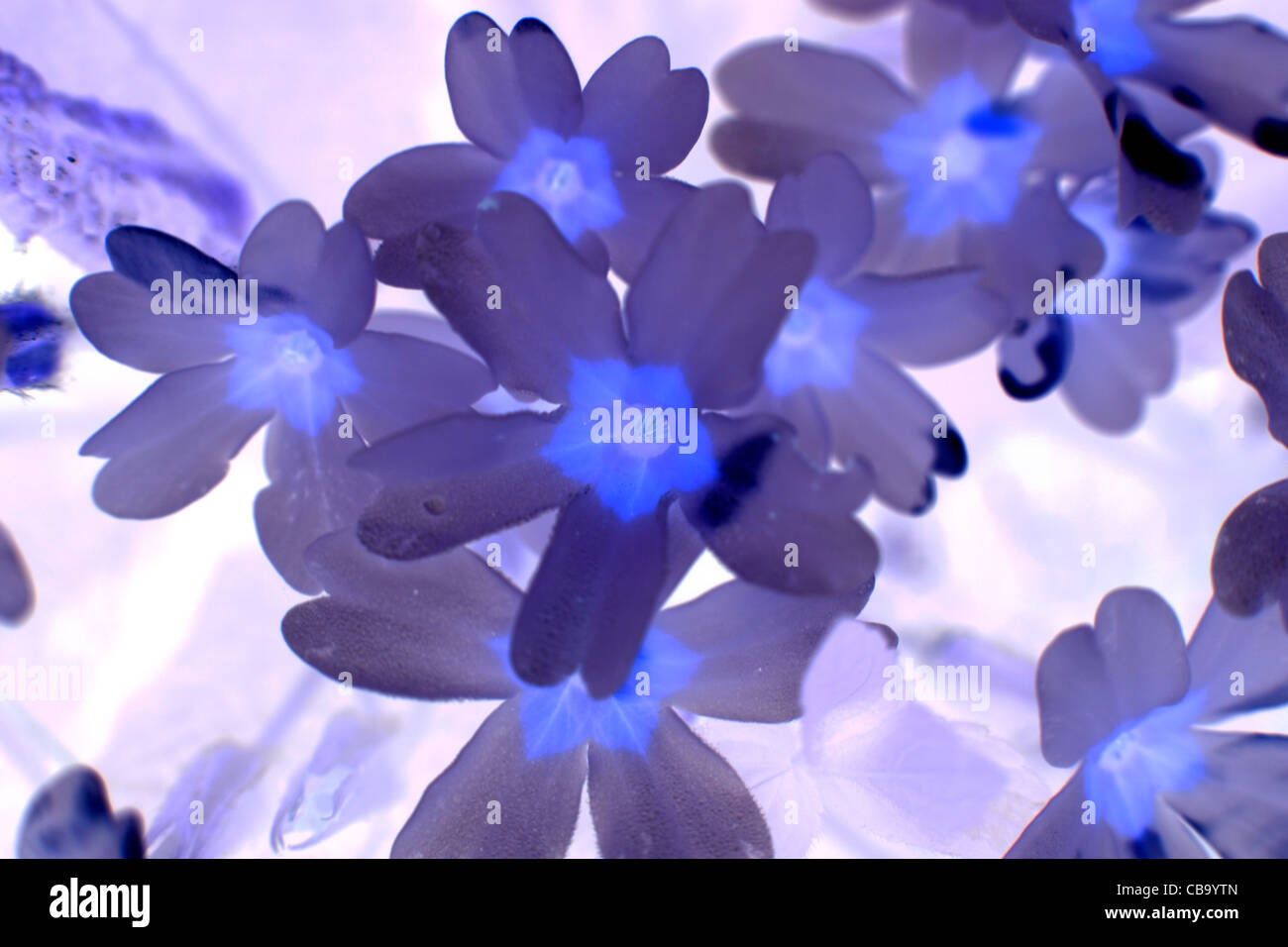 Closeup of flowers negative Stock Photo - Alamy