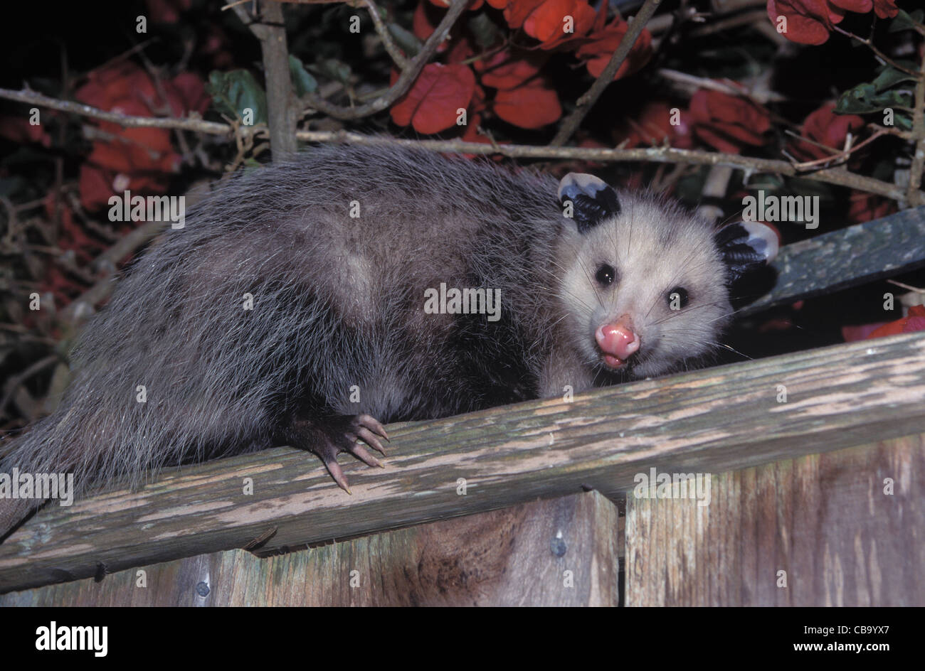 Angry Possum
