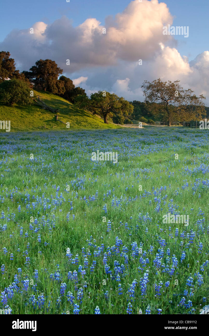 Valley Oak Trees and Lupine flowers in California Stock Photo - Alamy