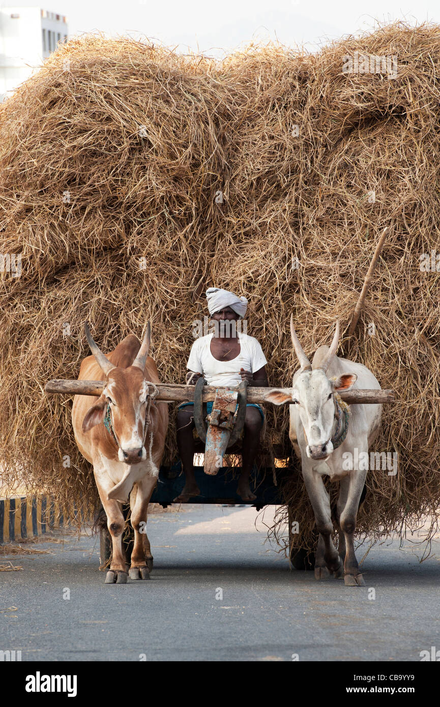Indian farmers collecting rice straw on a bullock cart after the ...
