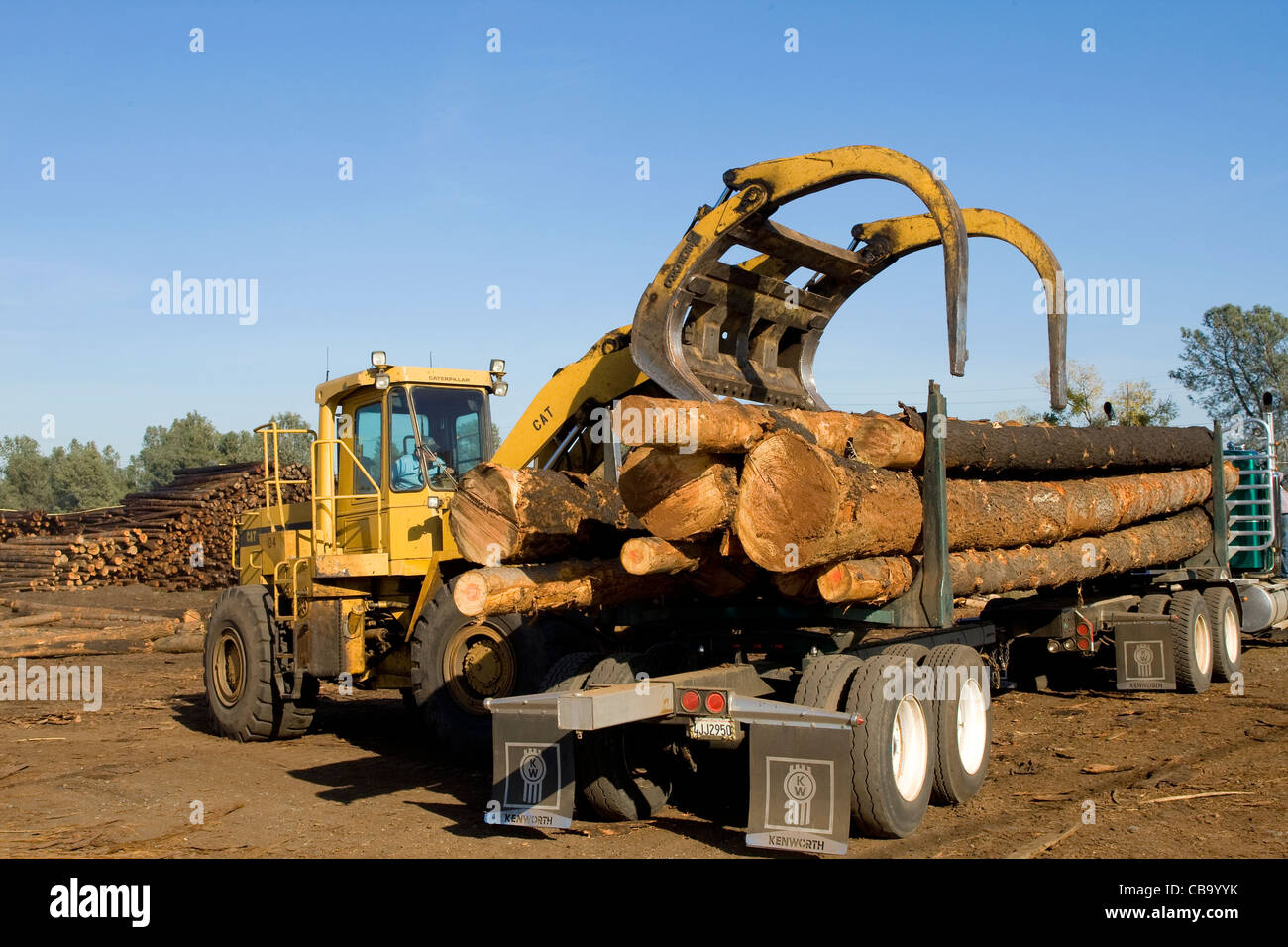 Logging a forest in Oroville, California Stock Photo - Alamy