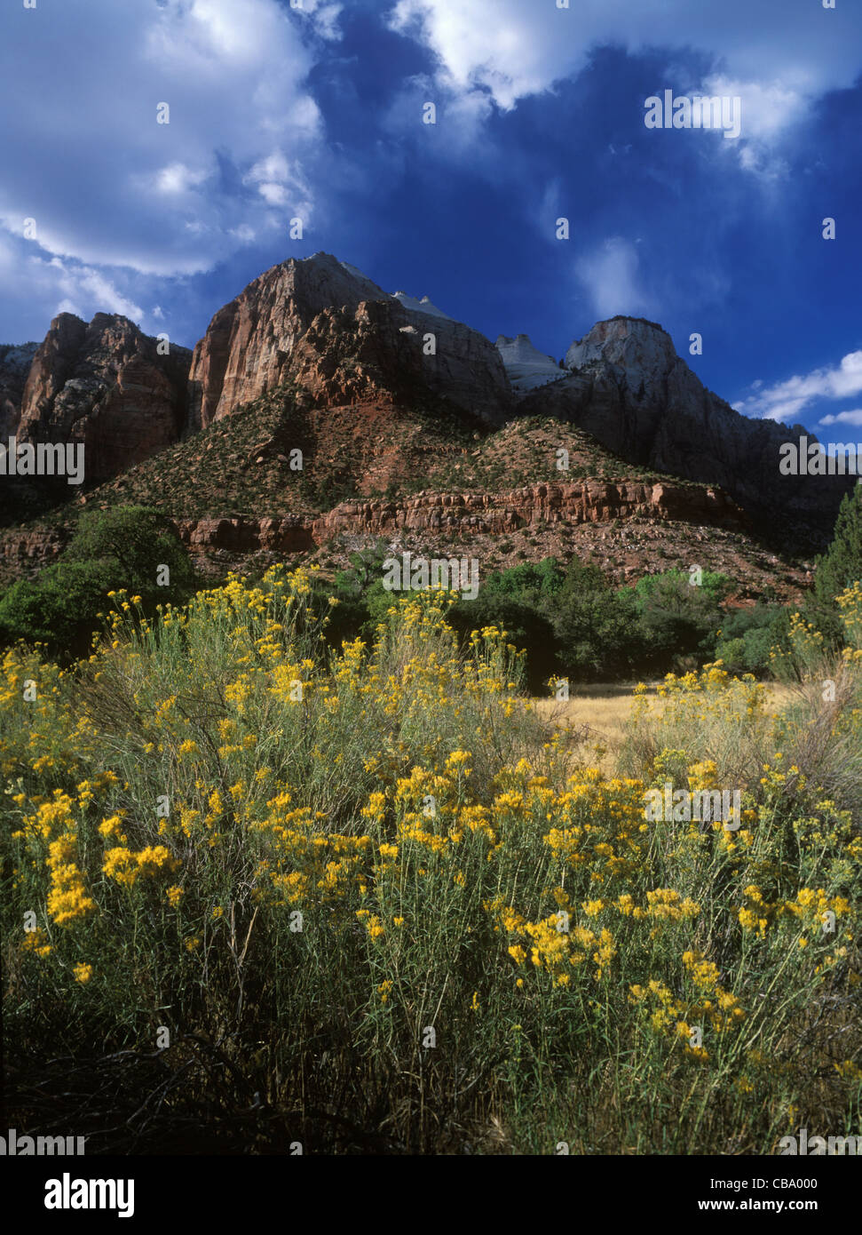 Zion National Park during spring in Utah Stock Photo - Alamy