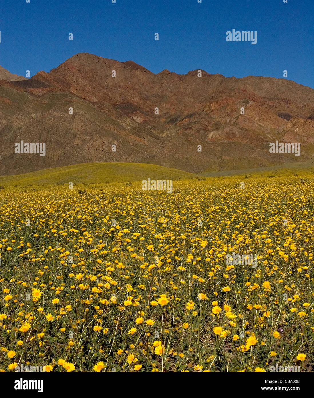 A rare spring bloom that blankets Death Valley National Park Stock ...