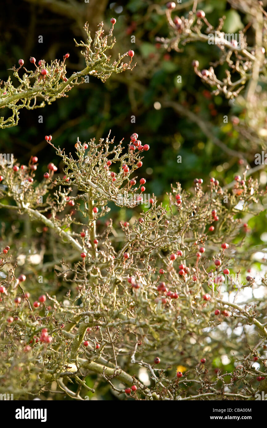 Hawthorn Twigs High Resolution Stock Photography and Images - Alamy
