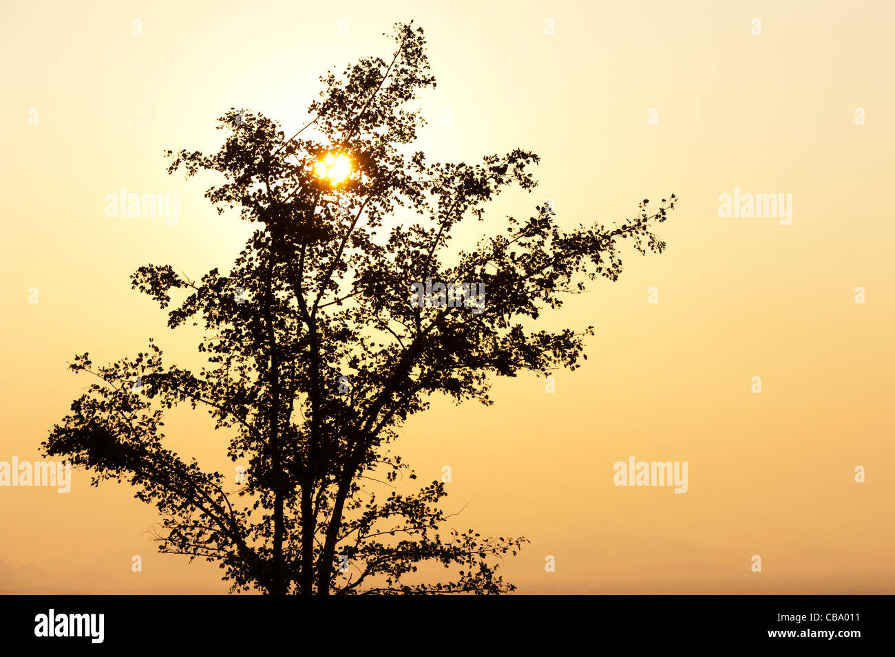 Indian tree in the countryside at sunset. Andhra Pradesh, India ...