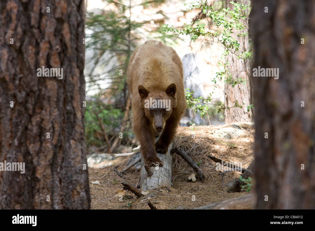 Black Bear, California Sierra Mountains Stock Photo - Alamy