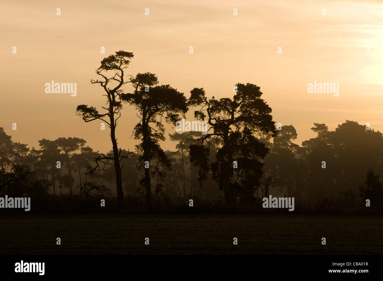 Epping forest at sunset Stock Photo - Alamy