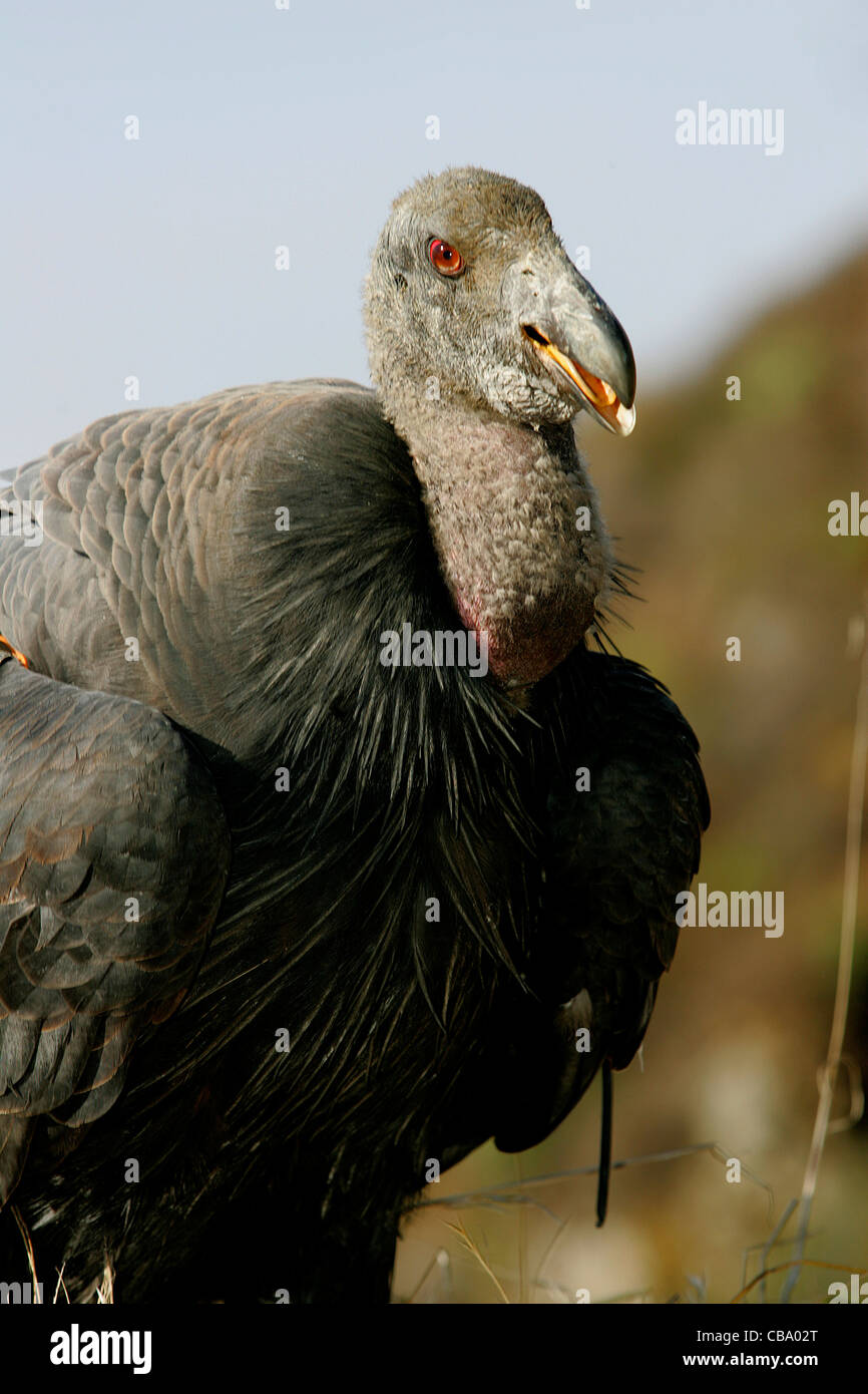 Condor endangered hi-res stock photography and images - Alamy