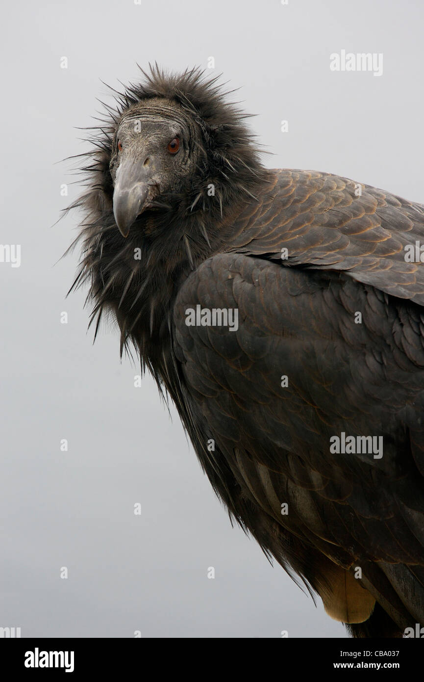 Condor endangered hi-res stock photography and images - Alamy