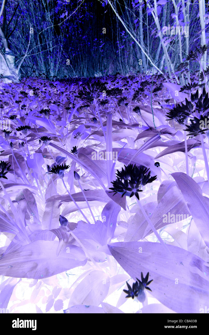 Inverted flowers hi-res stock photography and images - Alamy