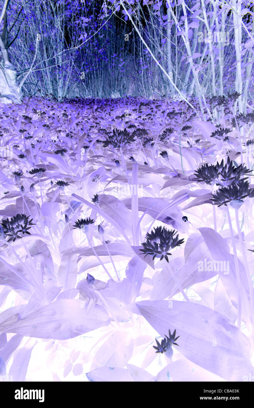 Closeup of flowers in forest negative Stock Photo - Alamy