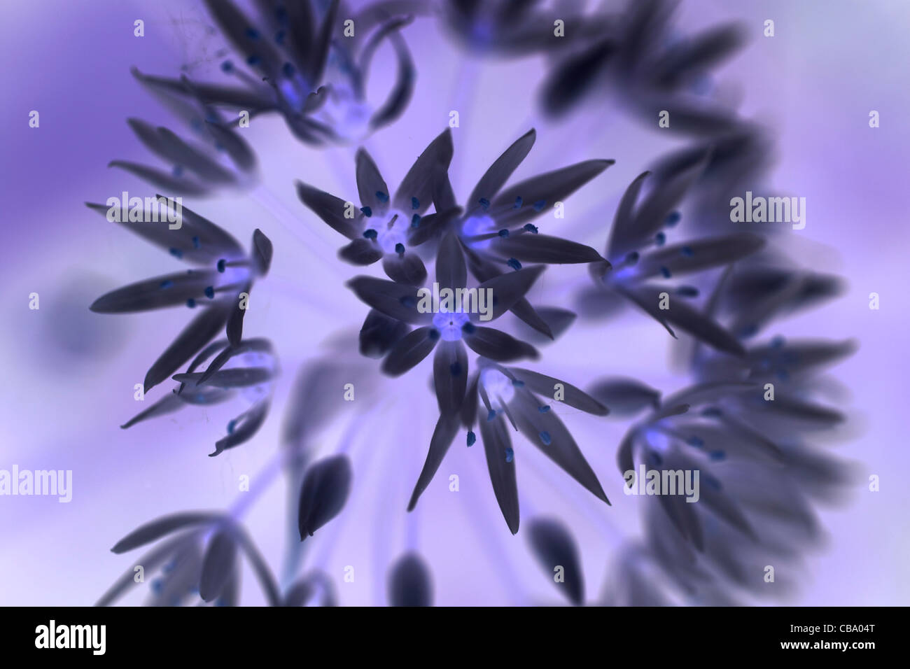 Closeup of Flowers negative Stock Photo - Alamy