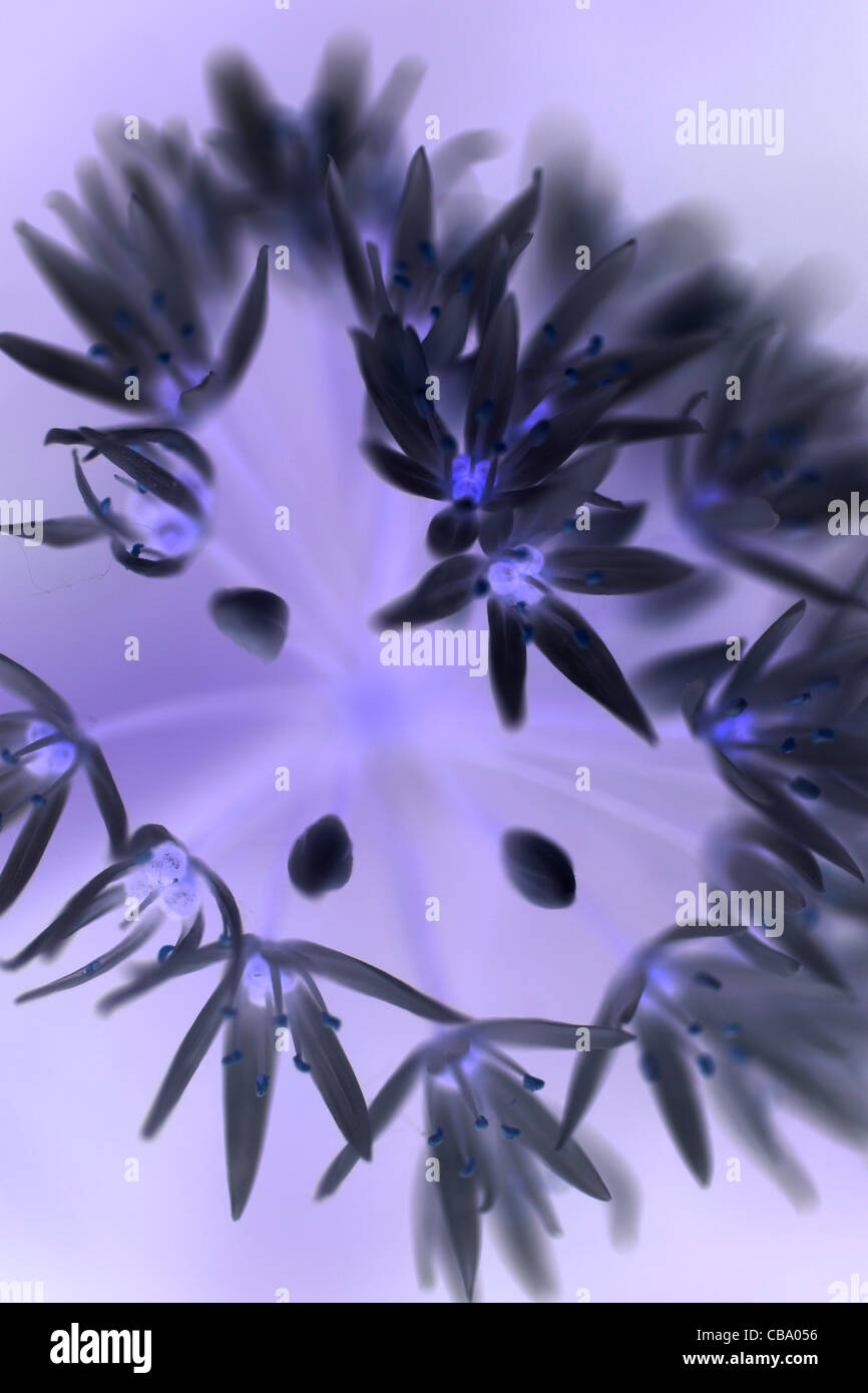 Closeup of Flowers negative Stock Photo - Alamy