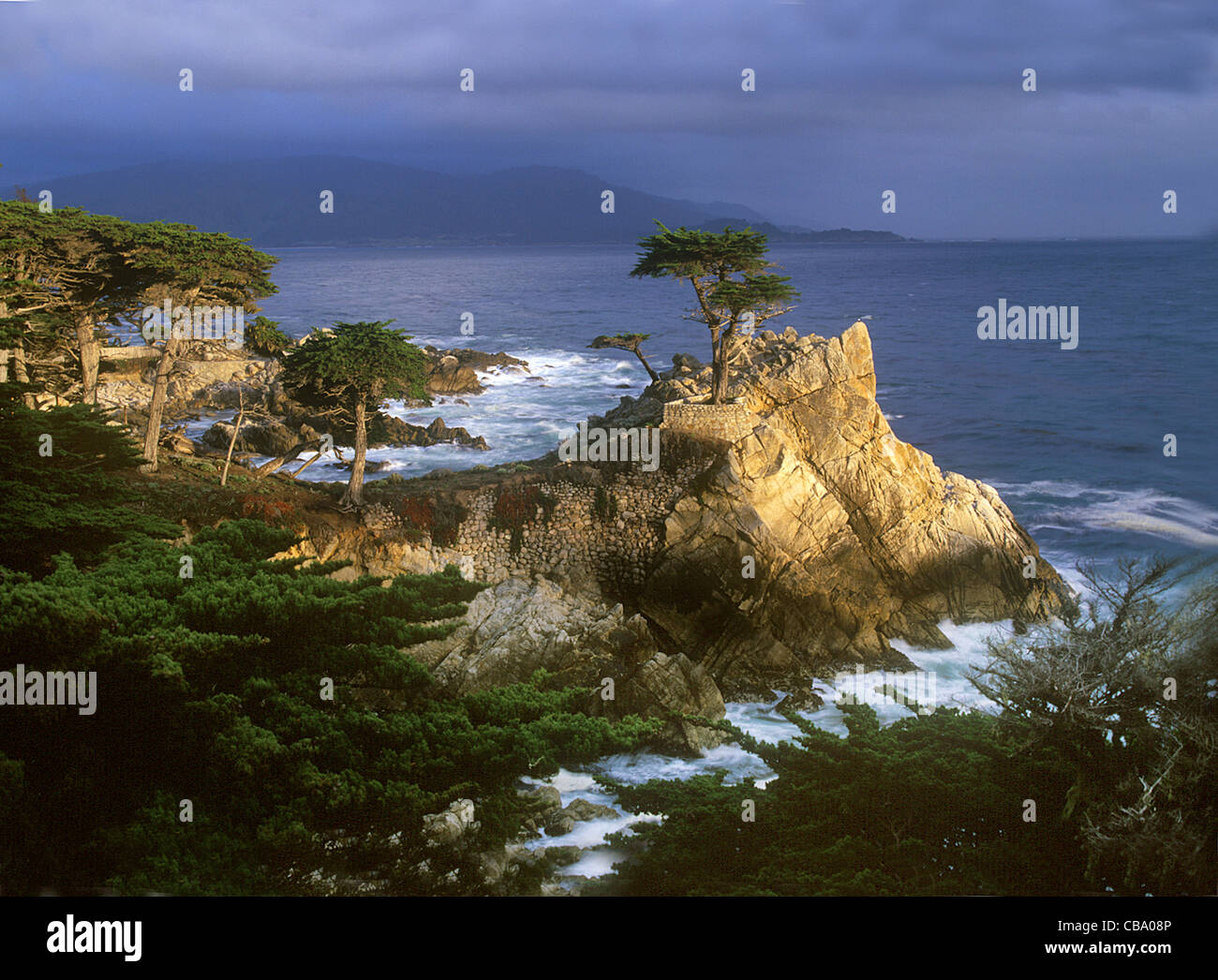 The lone cypress tree along Highway 17 in Pebble Beach, California ...