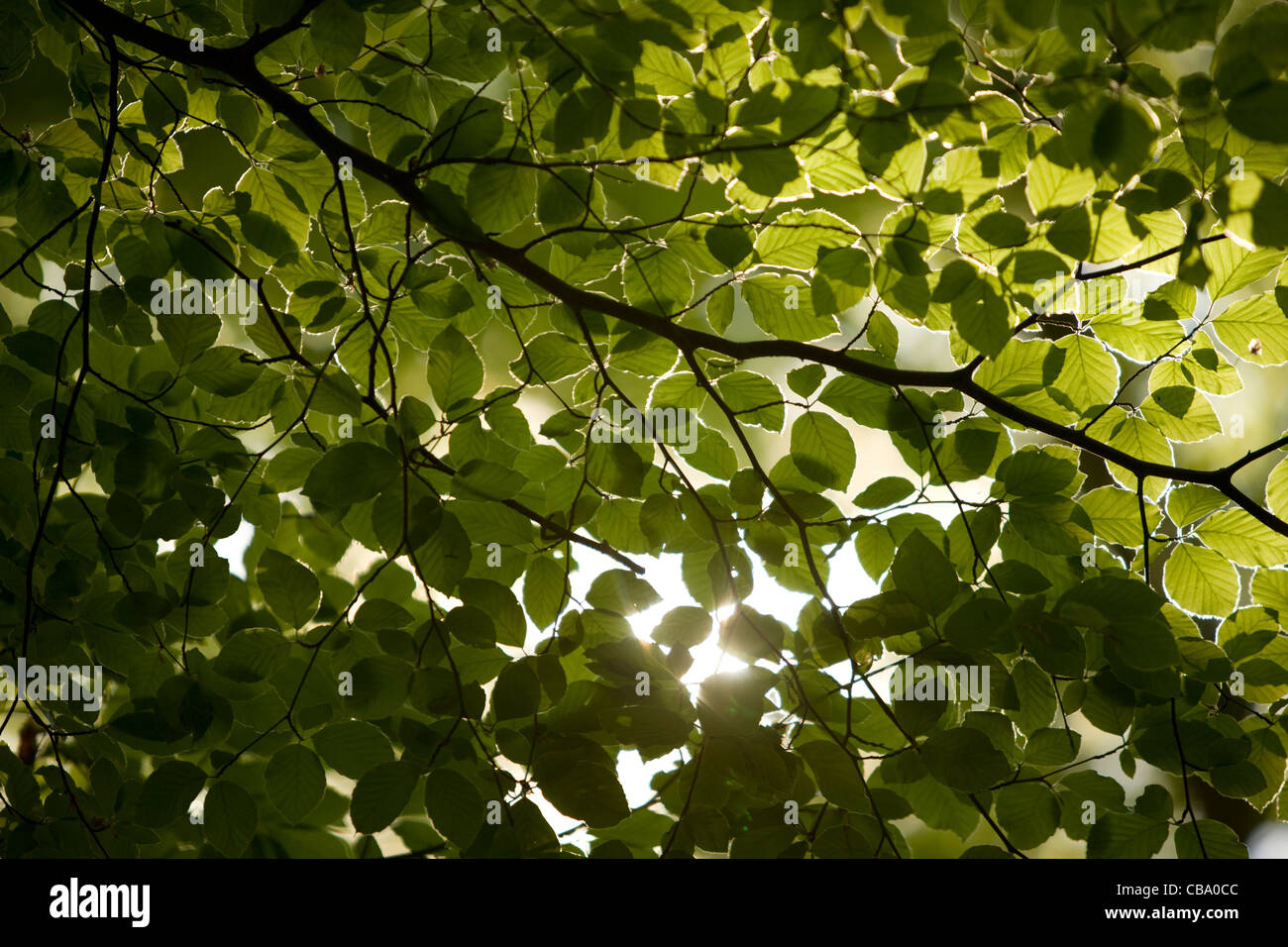 Sunlight through Leaves Stock Photo - Alamy