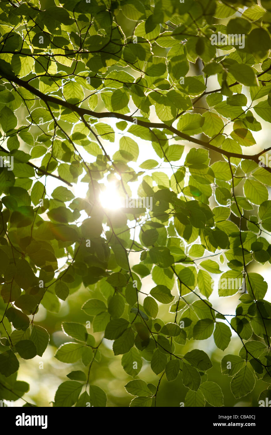 Sunlight through Leaves Stock Photo - Alamy