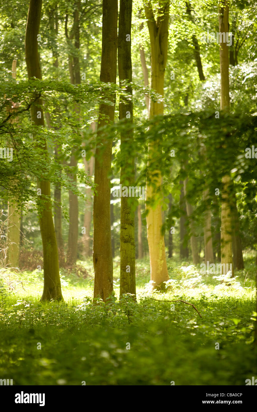 Woodland in thetford forest hi-res stock photography and images - Alamy