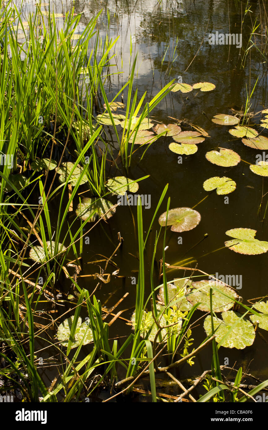 Lily pads in Pond Stock Photo - Alamy