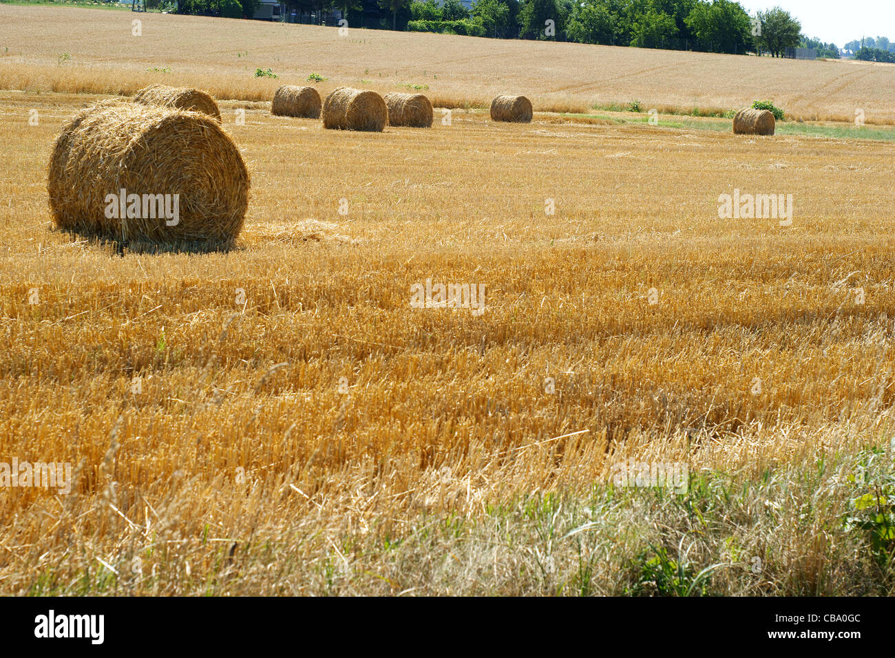 Rolled straw after harvesting - wheat field Stock Photo - Alamy