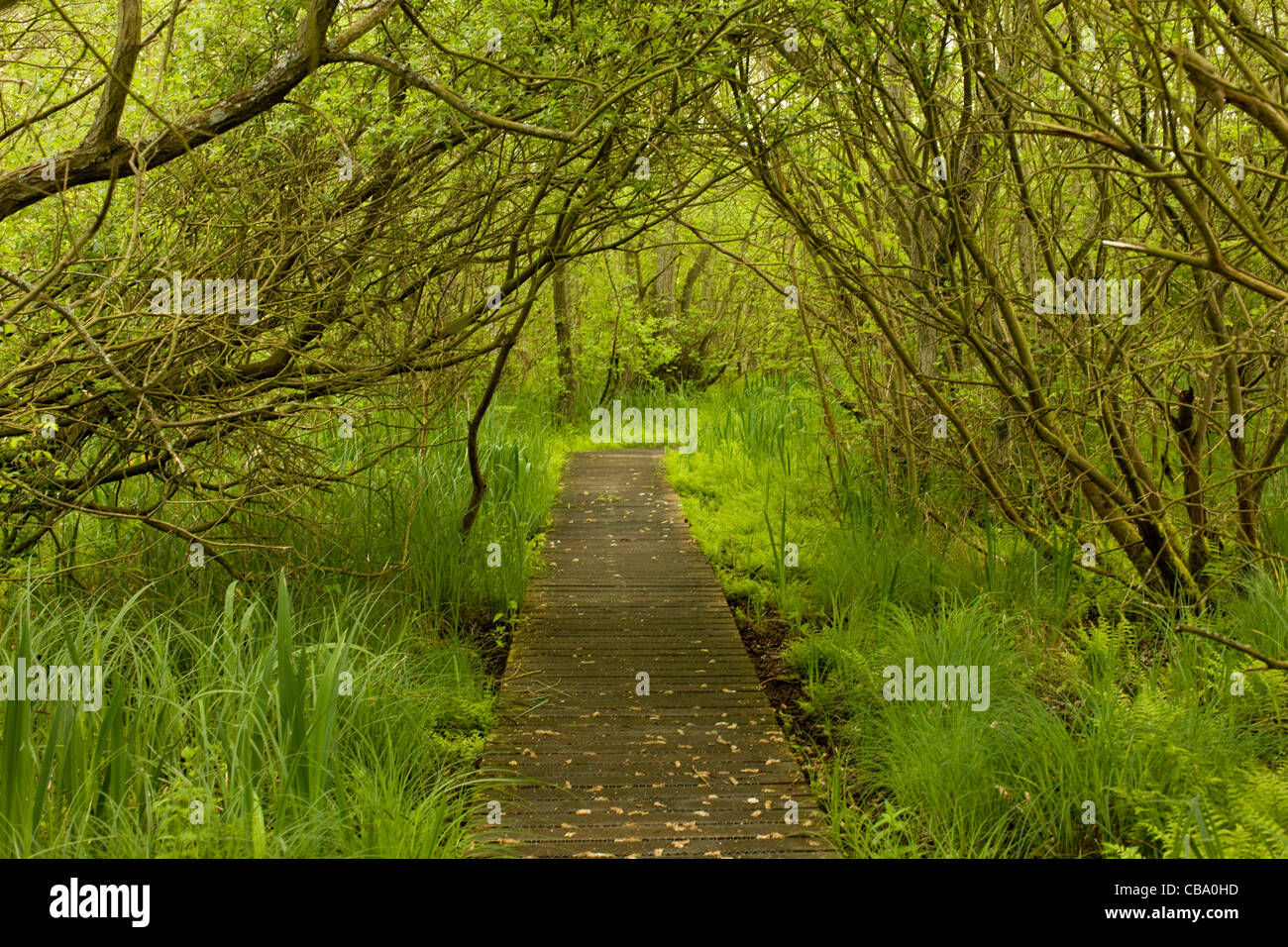 Path through lush green forest Stock Photo - Alamy