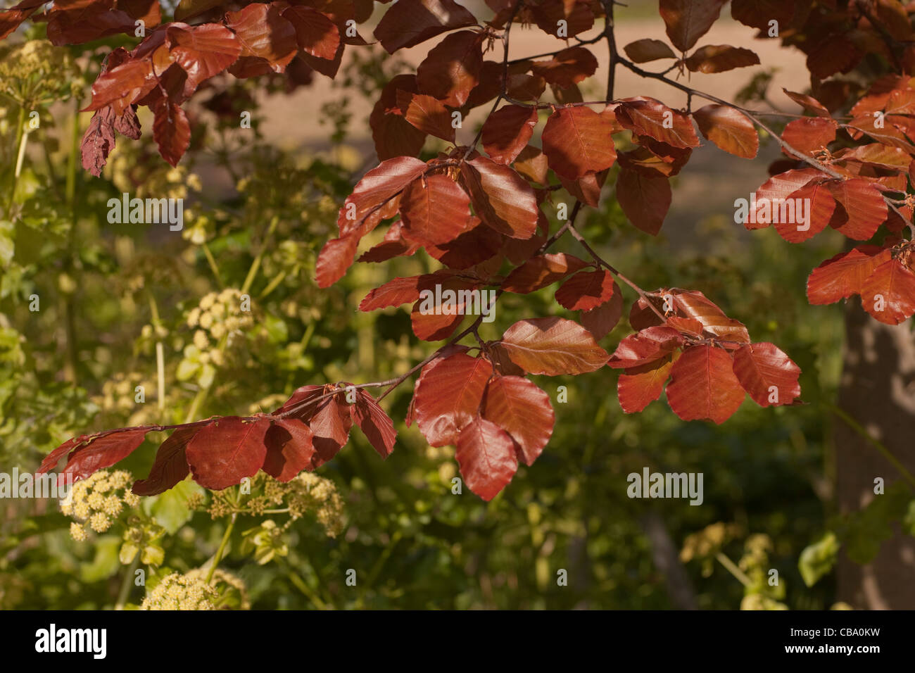 Beech hedge planting hi-res stock photography and images - Alamy
