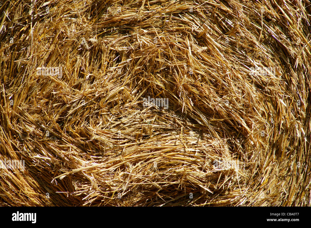 Rolled straw after harvesting - wheat field Stock Photo - Alamy
