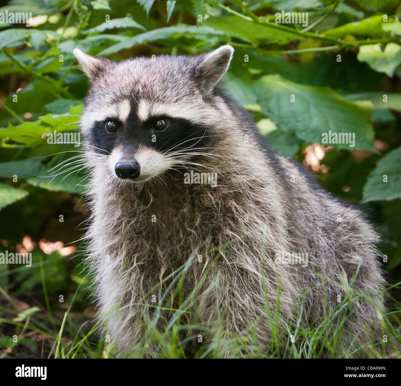 A racoon in Stanley Park in Vancouver Canada Stock Photo - Alamy