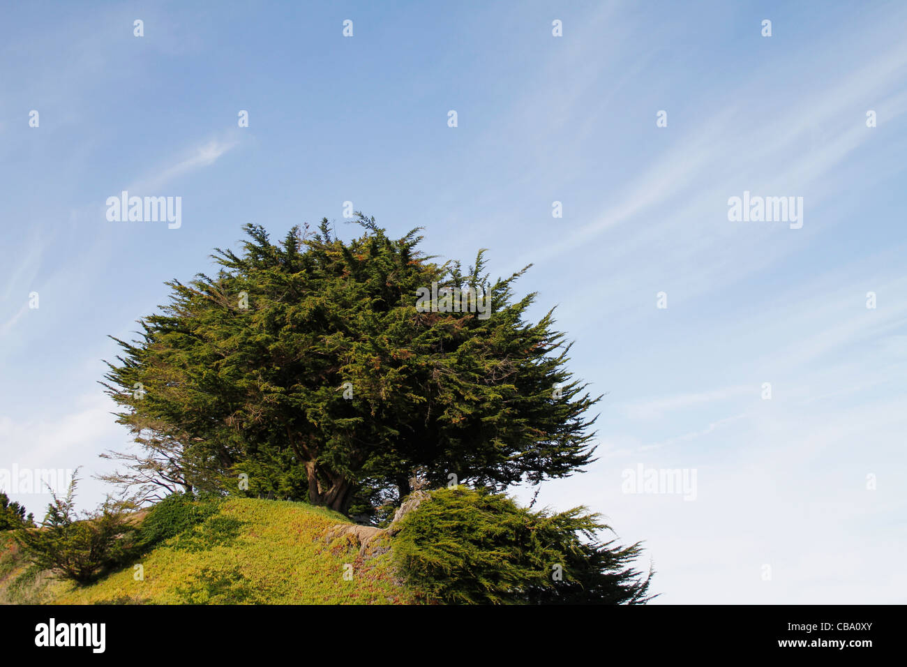 Tree on a Hill Stock Photo - Alamy