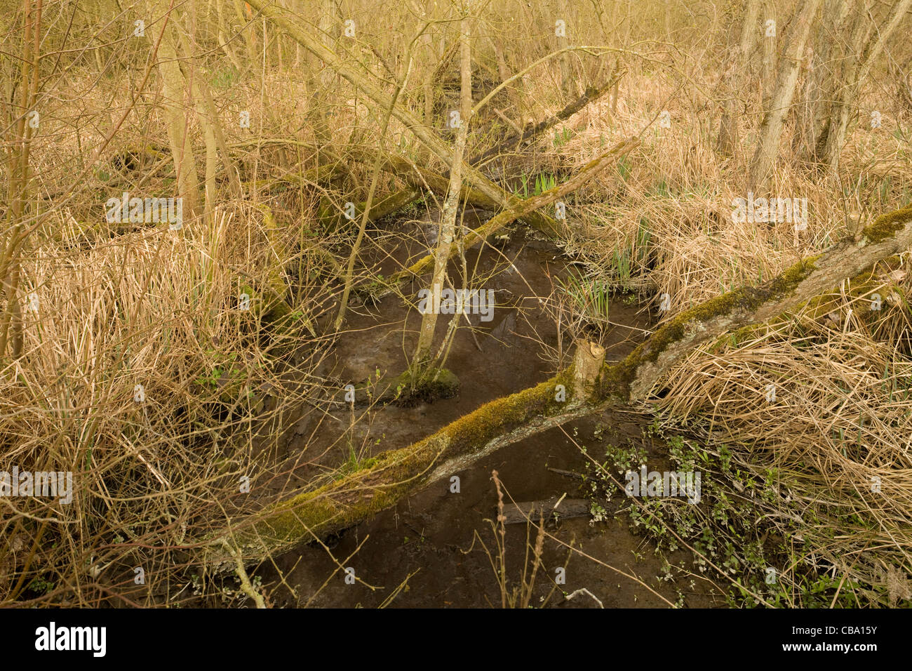 Barton Broad, Norfolk Broads Stock Photo - Alamy