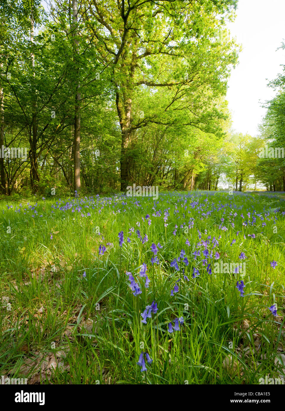 Wild Bluebell Forest Stock Photo - Alamy