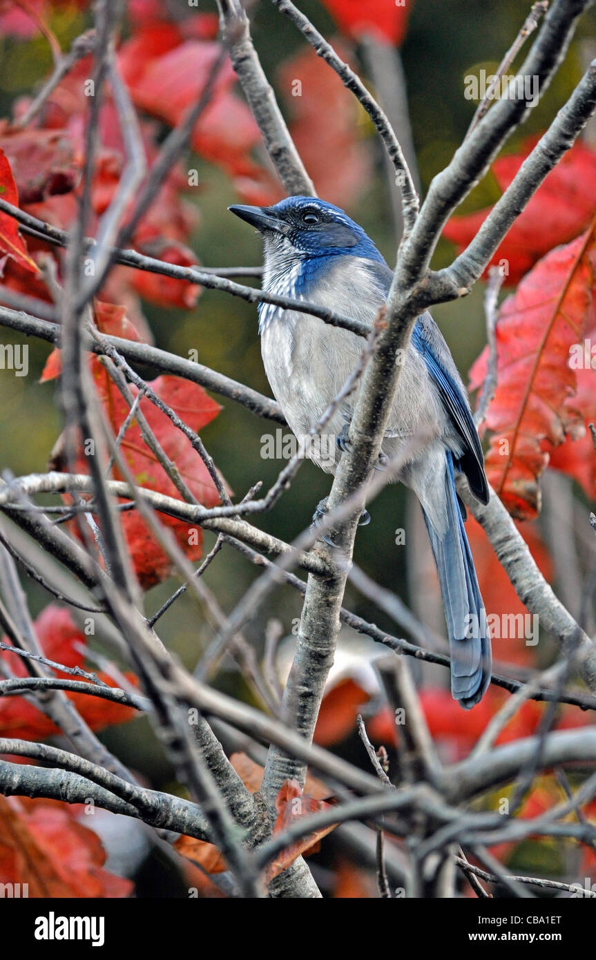 Scrub jay, Aphelocoma coerulescens, on tree limb San Francisco ...
