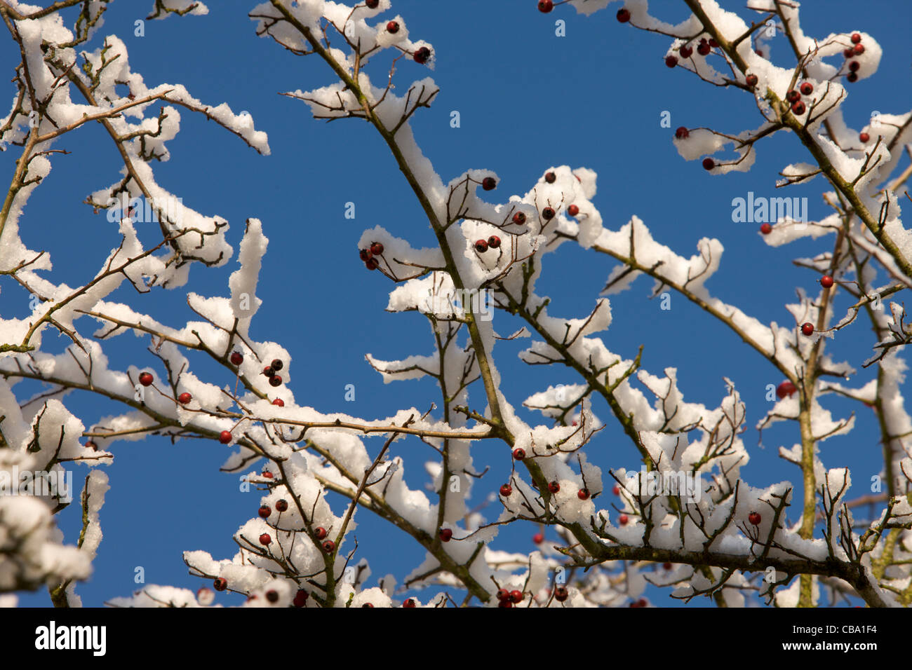 Snow coated plants and landscape Norfolk Stock Photo - Alamy
