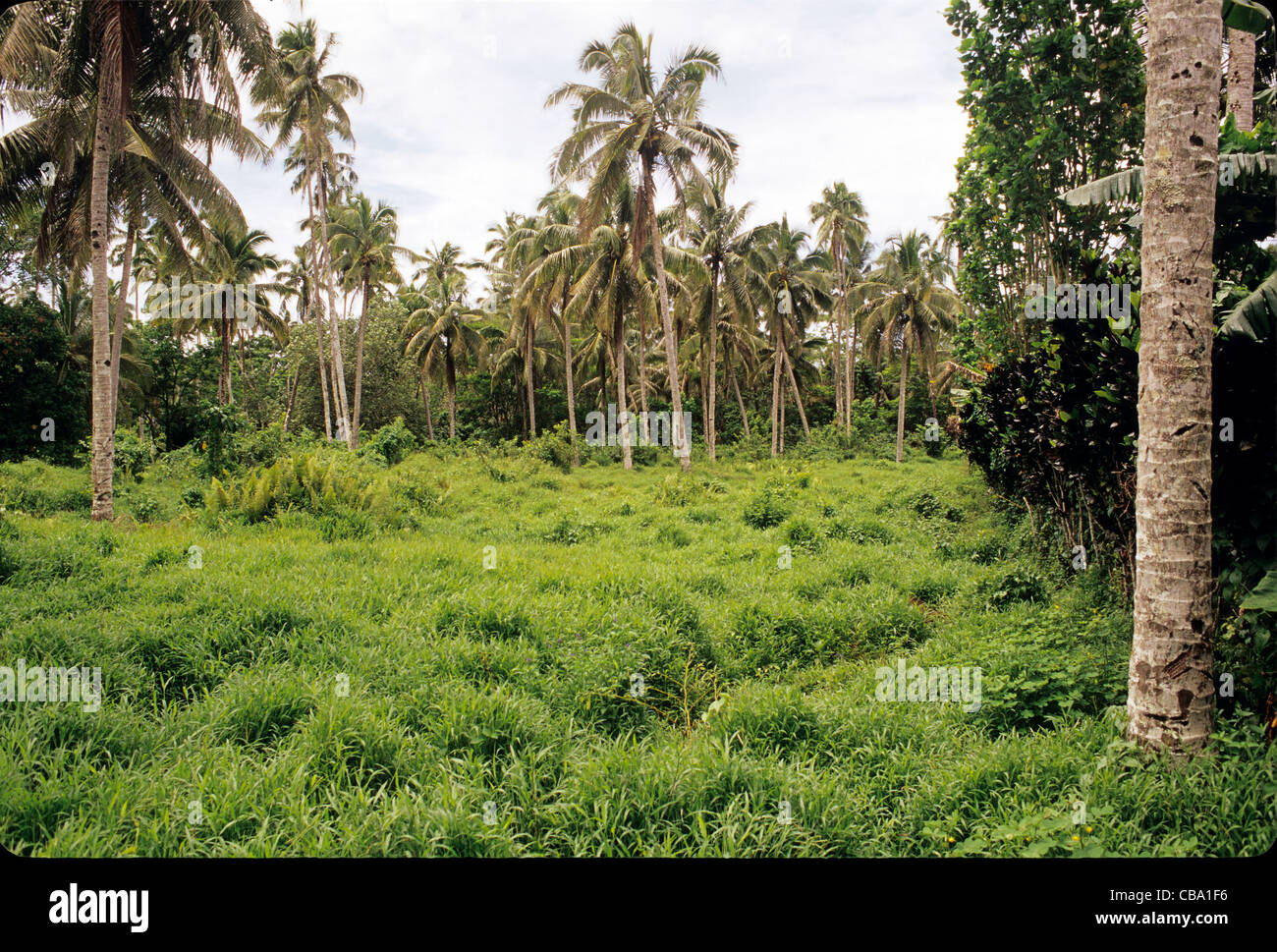 Western Samoa, Siumu scenic, coconut grove Stock Photo - Alamy