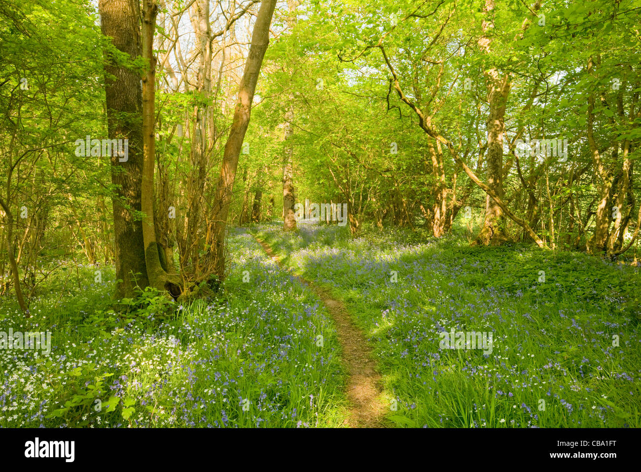 Oak coppice forest hi-res stock photography and images - Alamy