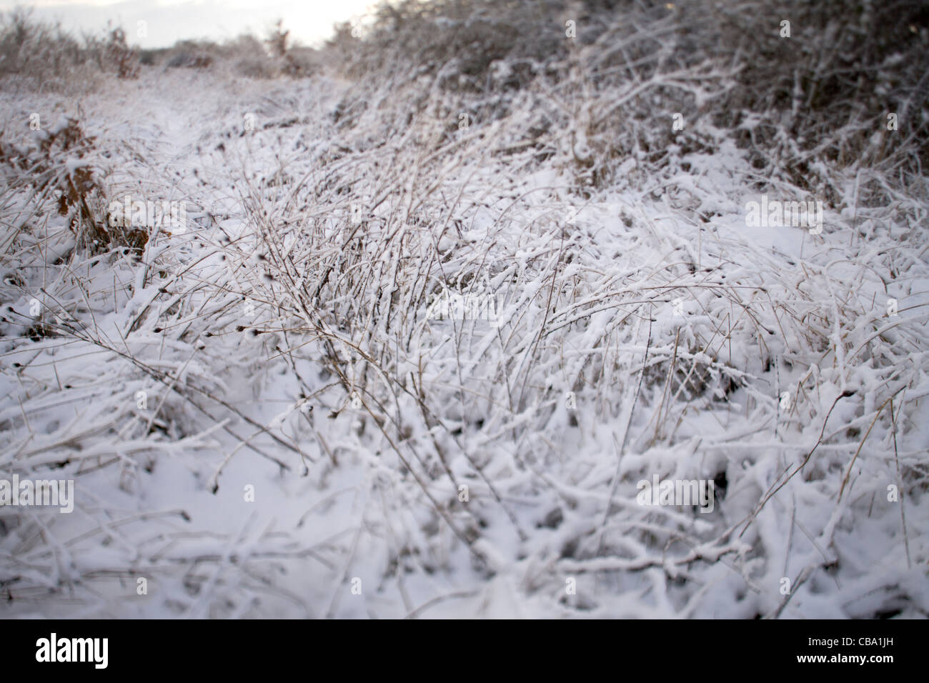 Snow coated plants and landscape Norfolk Stock Photo - Alamy