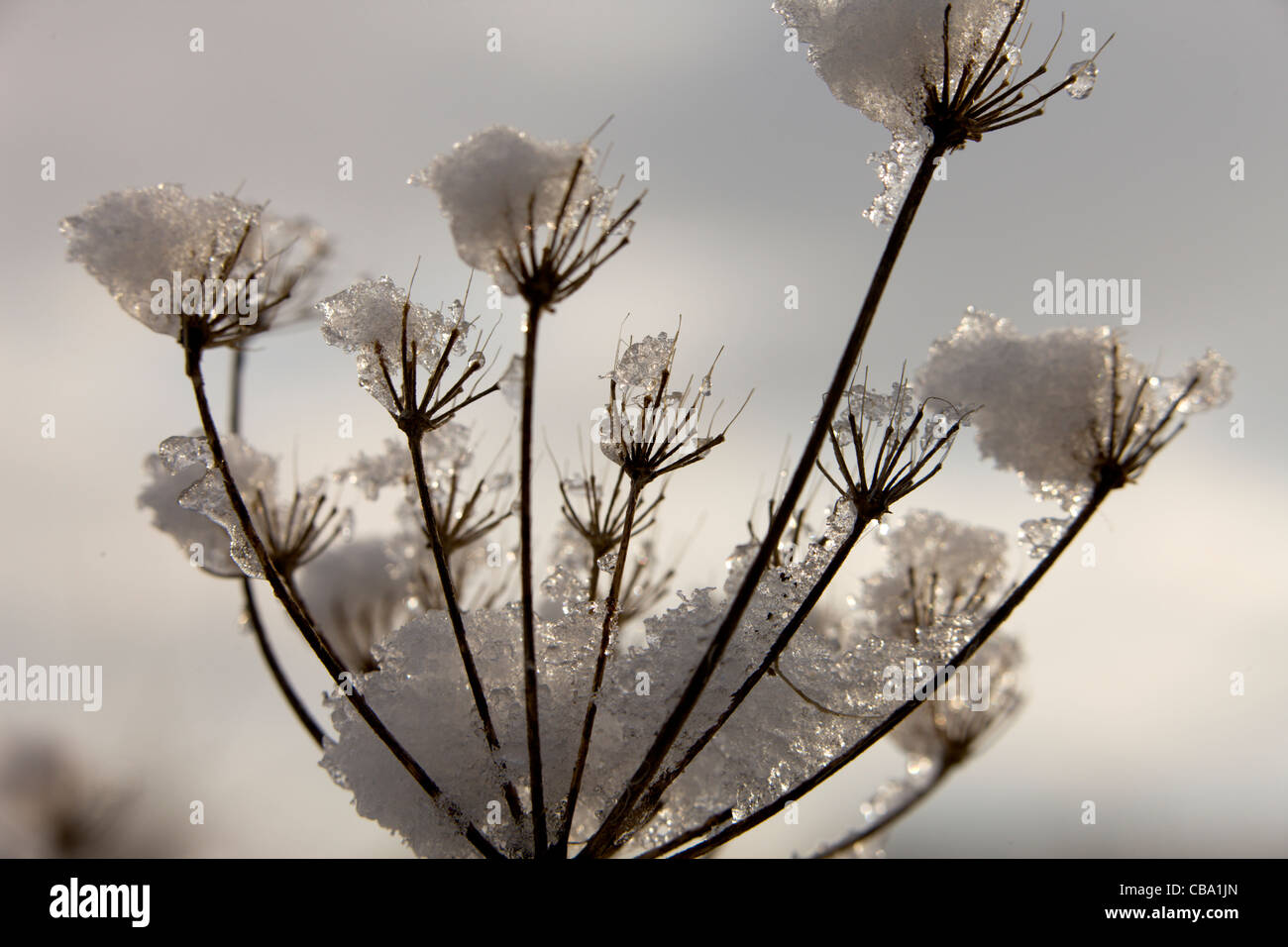 Snow coated plants and landscape Norfolk Stock Photo - Alamy