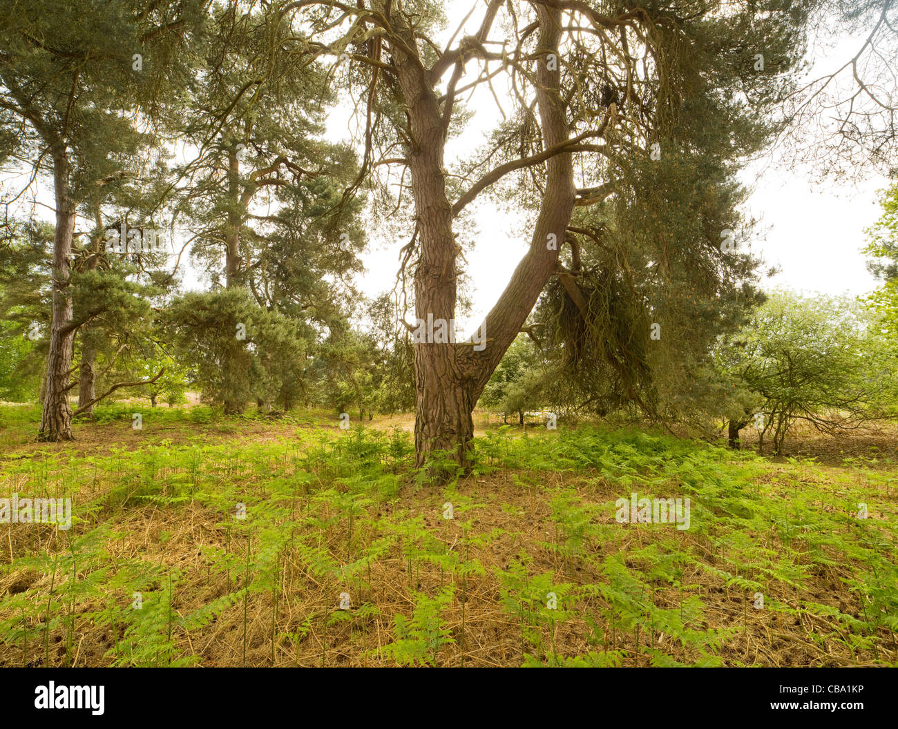 Bracken and Pine trees in Countryside Stock Photo - Alamy