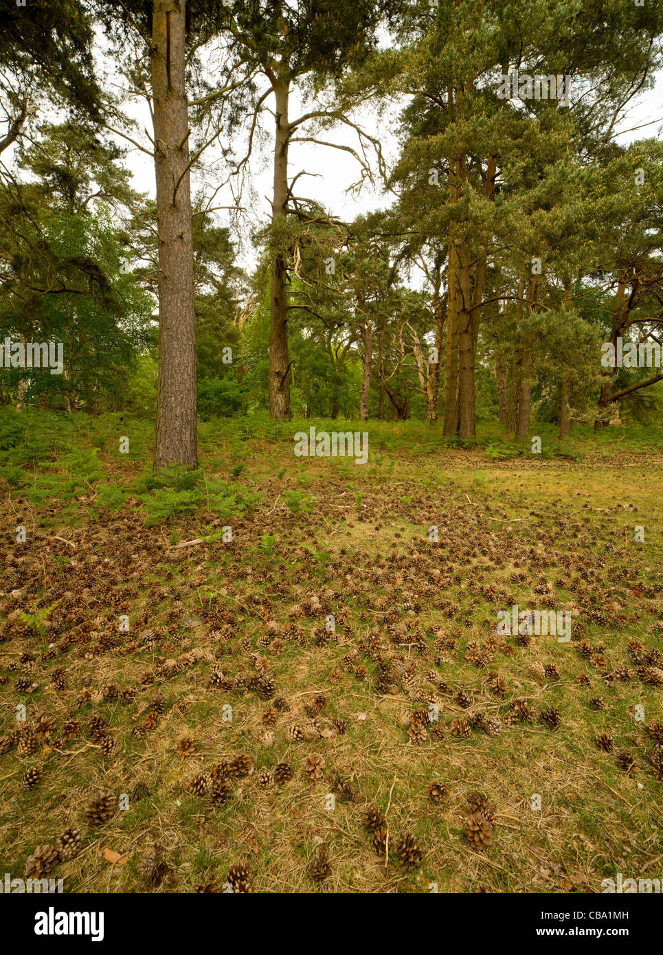 Bracken and Pine trees in Countryside Stock Photo - Alamy