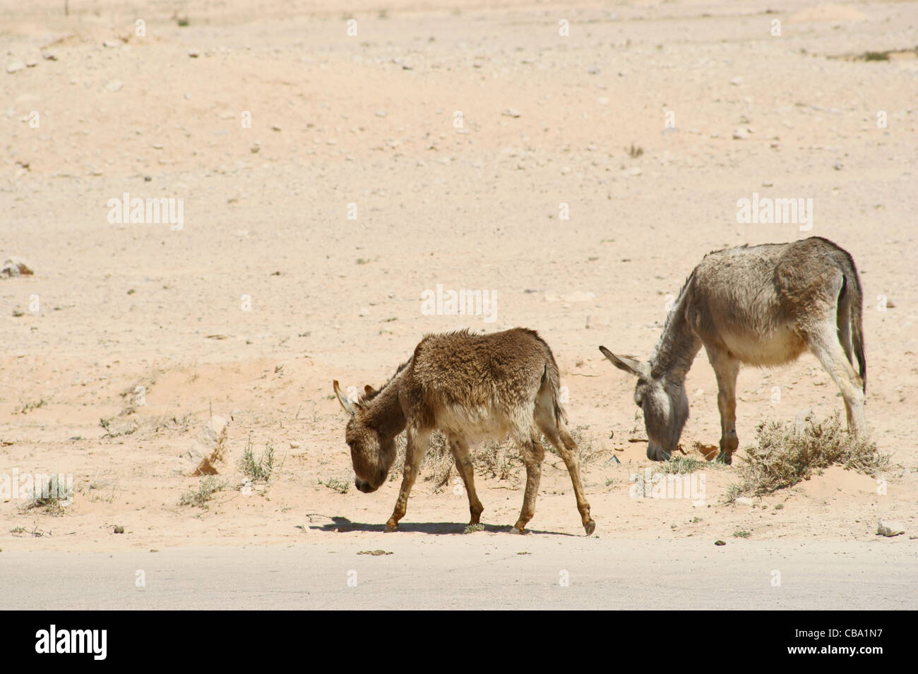 donkey in a desert Stock Photo - Alamy