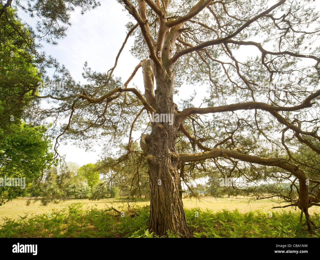 Bracken and Pine trees in Countryside Stock Photo - Alamy