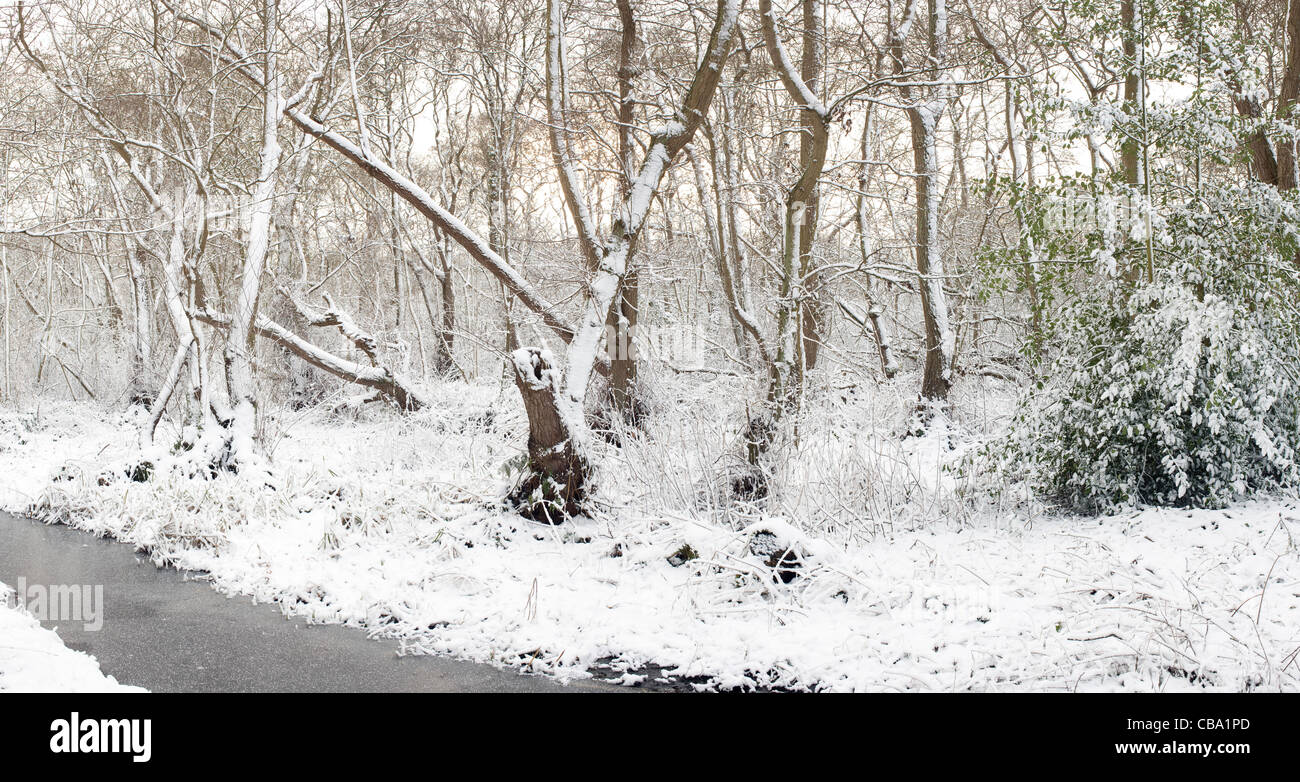Ice coated plants hi-res stock photography and images - Alamy