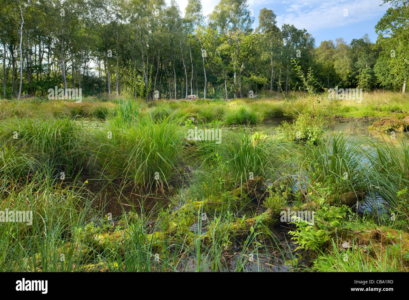 Thompson Common Norfolk Stock Photo - Alamy
