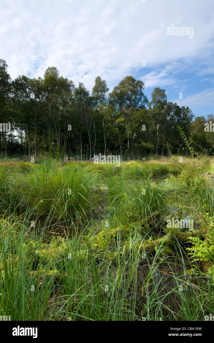 Thompson Common Norfolk Stock Photo - Alamy